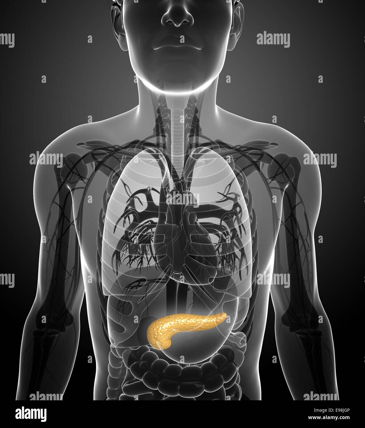 Illustration of male pancreas anatomy Stock Photo - Alamy
