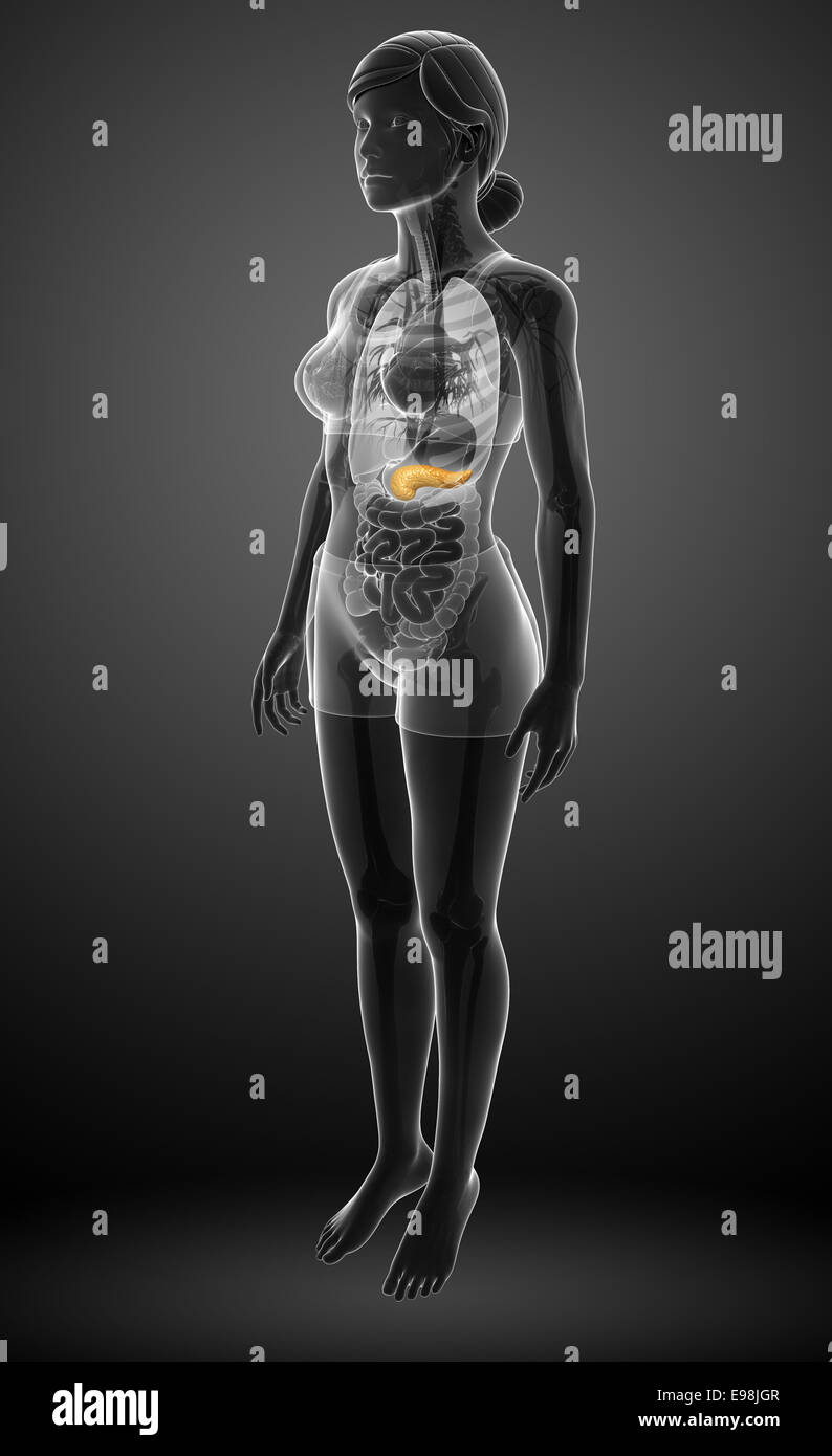 Illustration of female pancreas anatomy Stock Photo - Alamy