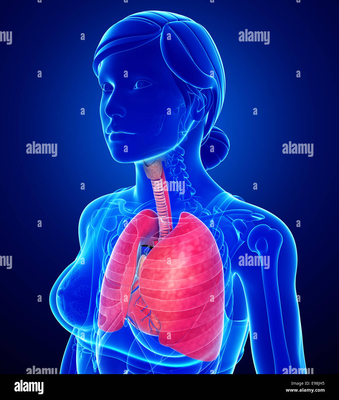 Illustration of female lungs anatomy Stock Photo - Alamy