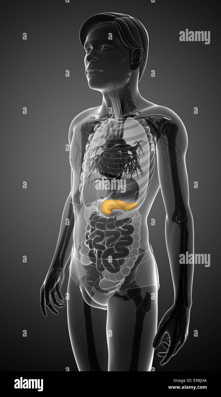Male pancreas hi-res stock photography and images - Alamy