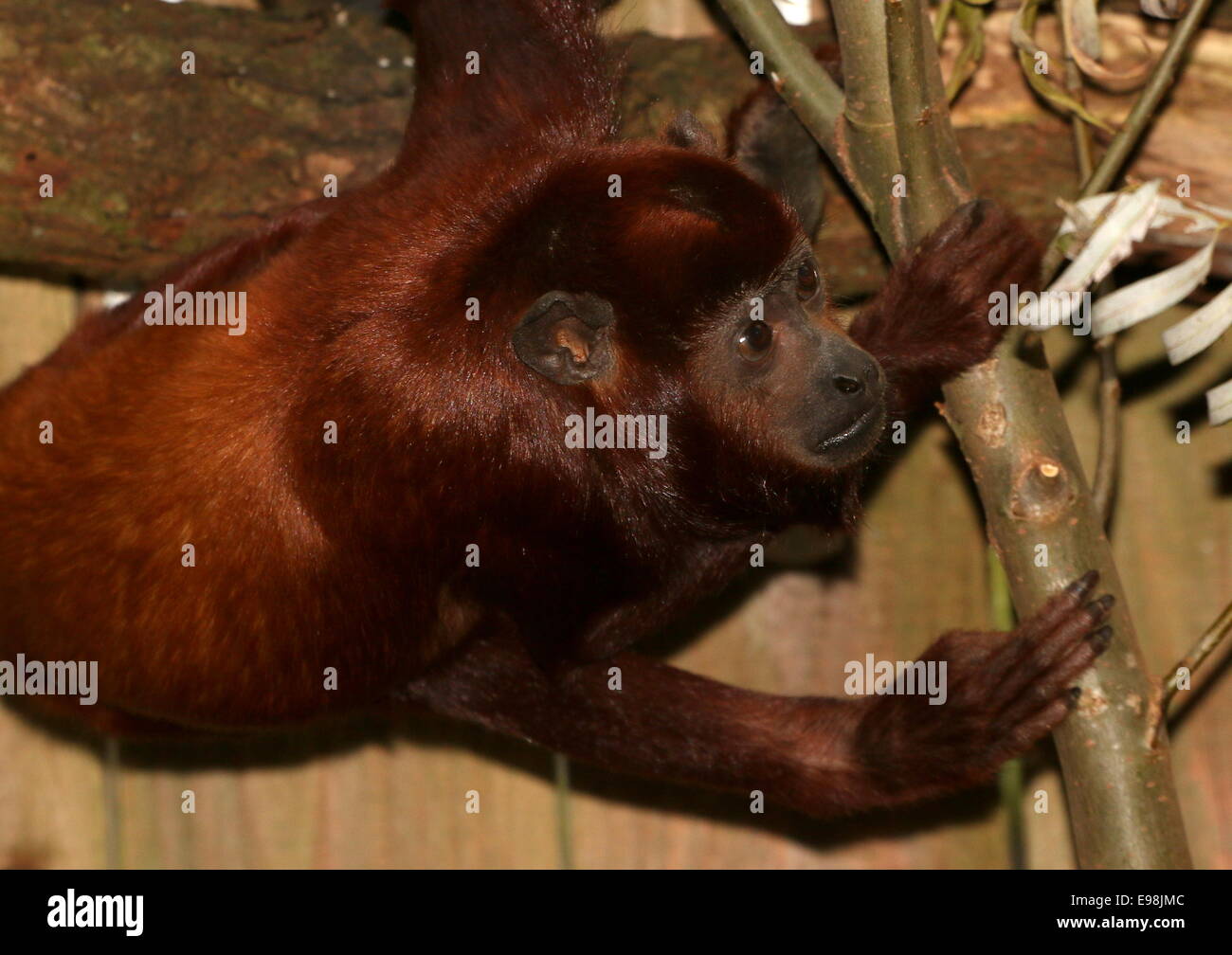 Venezuelan red howler monkey (Alouatta seniculus) in a tree at Apenheul ...
