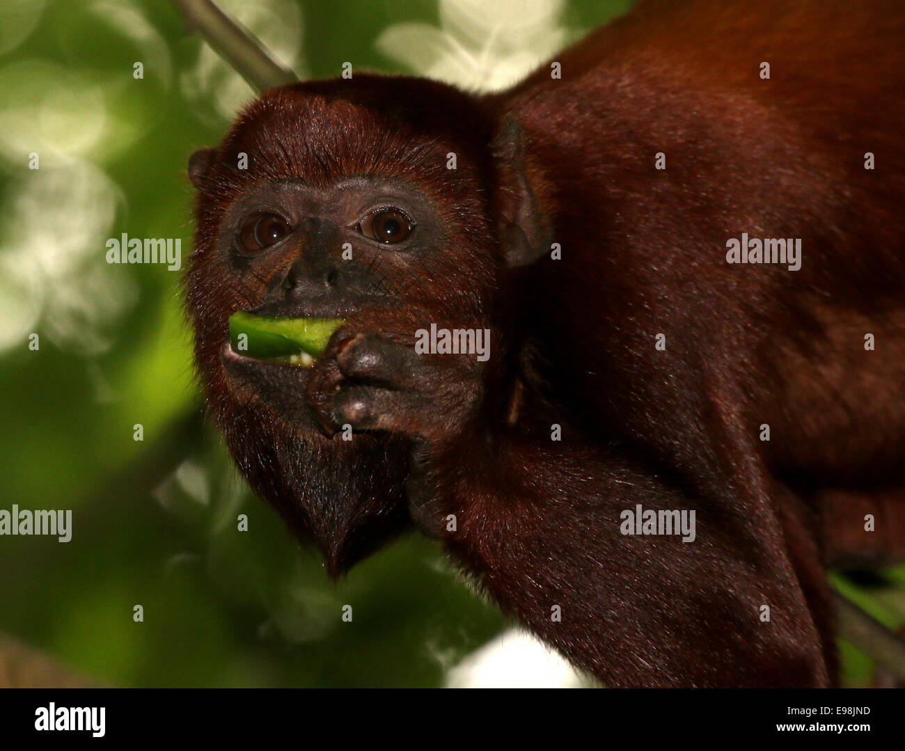 South american mammals leaf eating mammals hi-res stock photography and ...