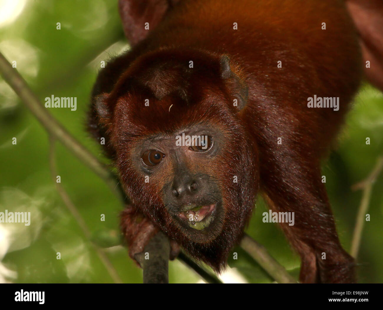 Juvenile Venezuelan red howler monkey (Alouatta seniculus) in a tree ...