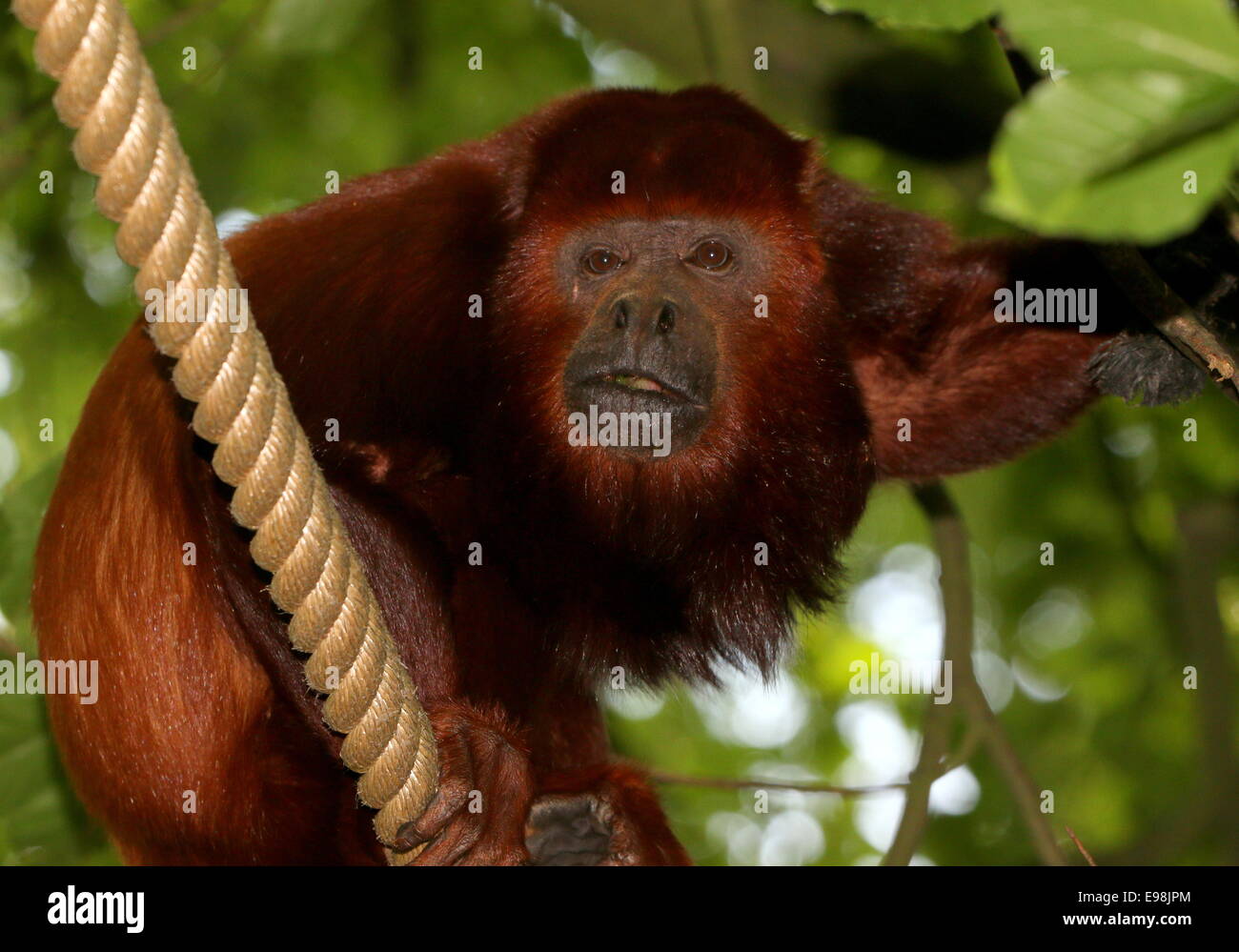 Mature male Venezuelan red howler monkey (Alouatta seniculus) on a rope ...