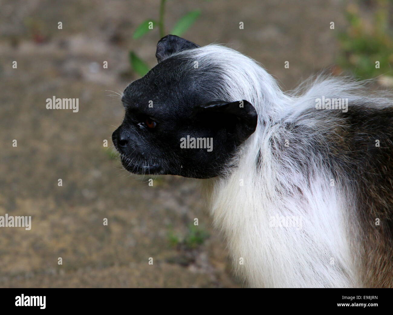 Pied tamarin monkey (Saguinus bicolor) close-up of the head in profile ...