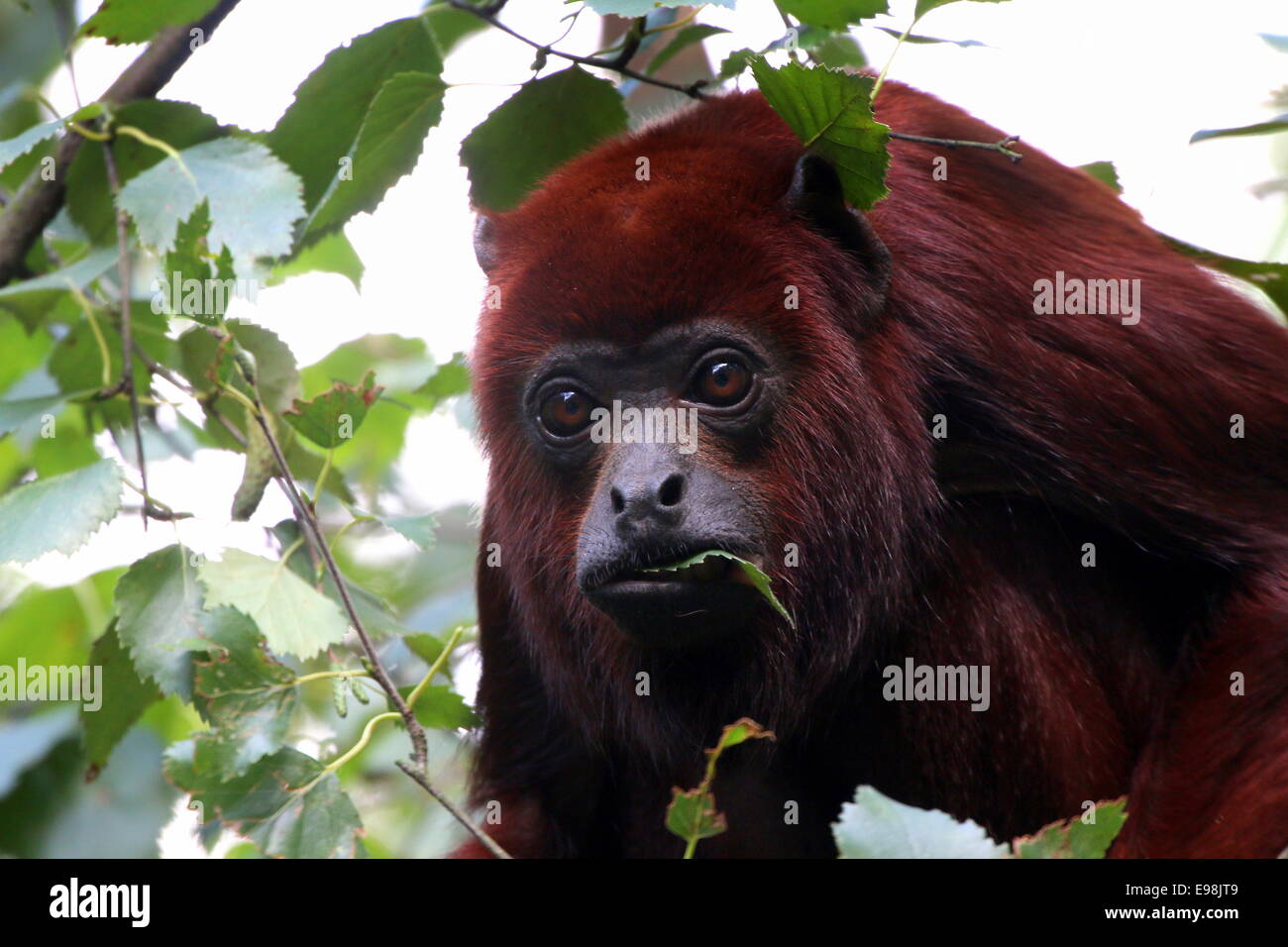 Venezuelan red howler monkey (Alouatta seniculus) in a tree, munching ...