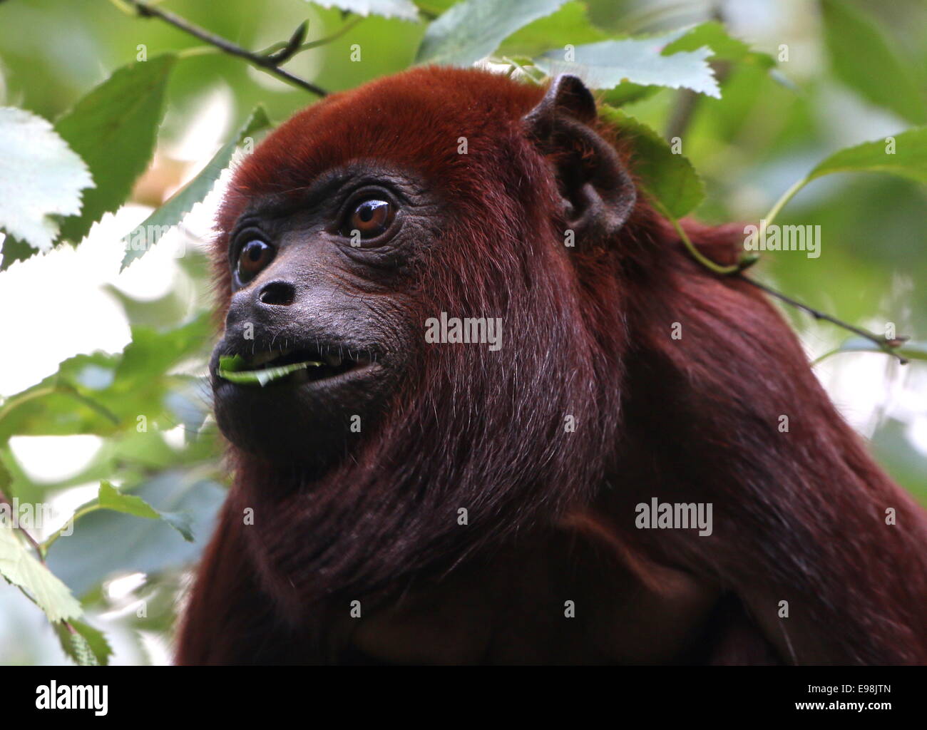 Red Howler Monkey High Resolution Stock Photography and Images - Alamy