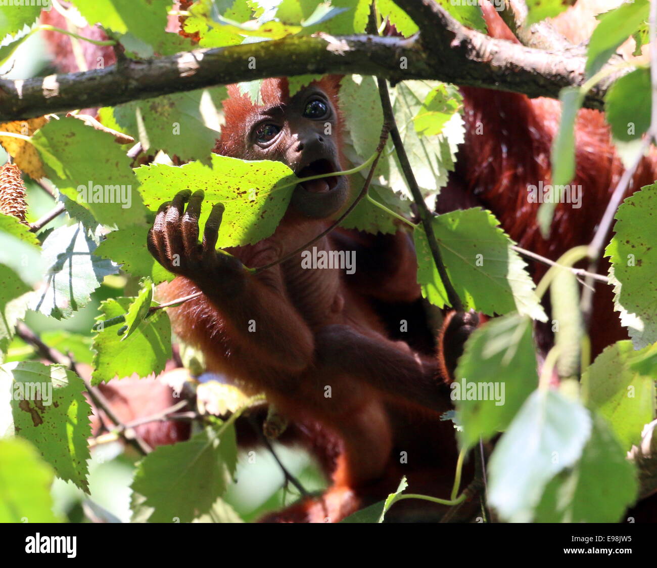 Baby Venezuelan red howler monkey (Alouatta seniculus) in a tree ...