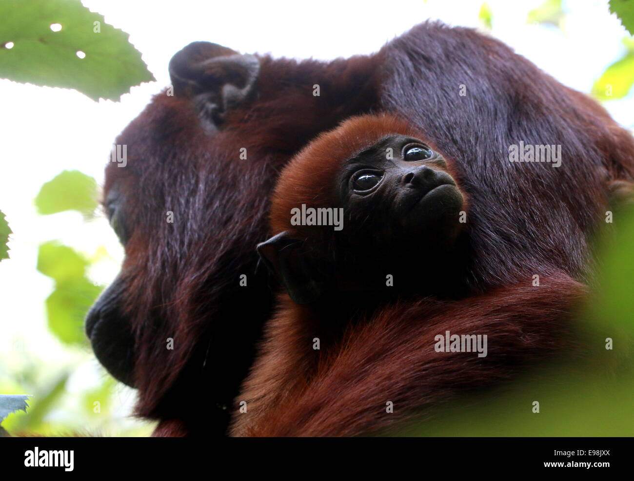 Baby Venezuelan red howler monkey (Alouatta seniculus) clinging to his ...