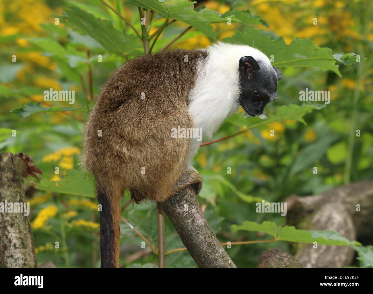 Pied tamarin monkey (Saguinus bicolor) posing on a branch in a natural ...