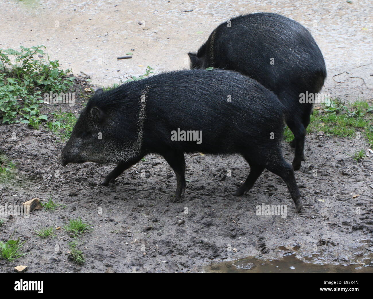 Two Collared peccaries ( Pecari tajacu Stock Photo - Alamy