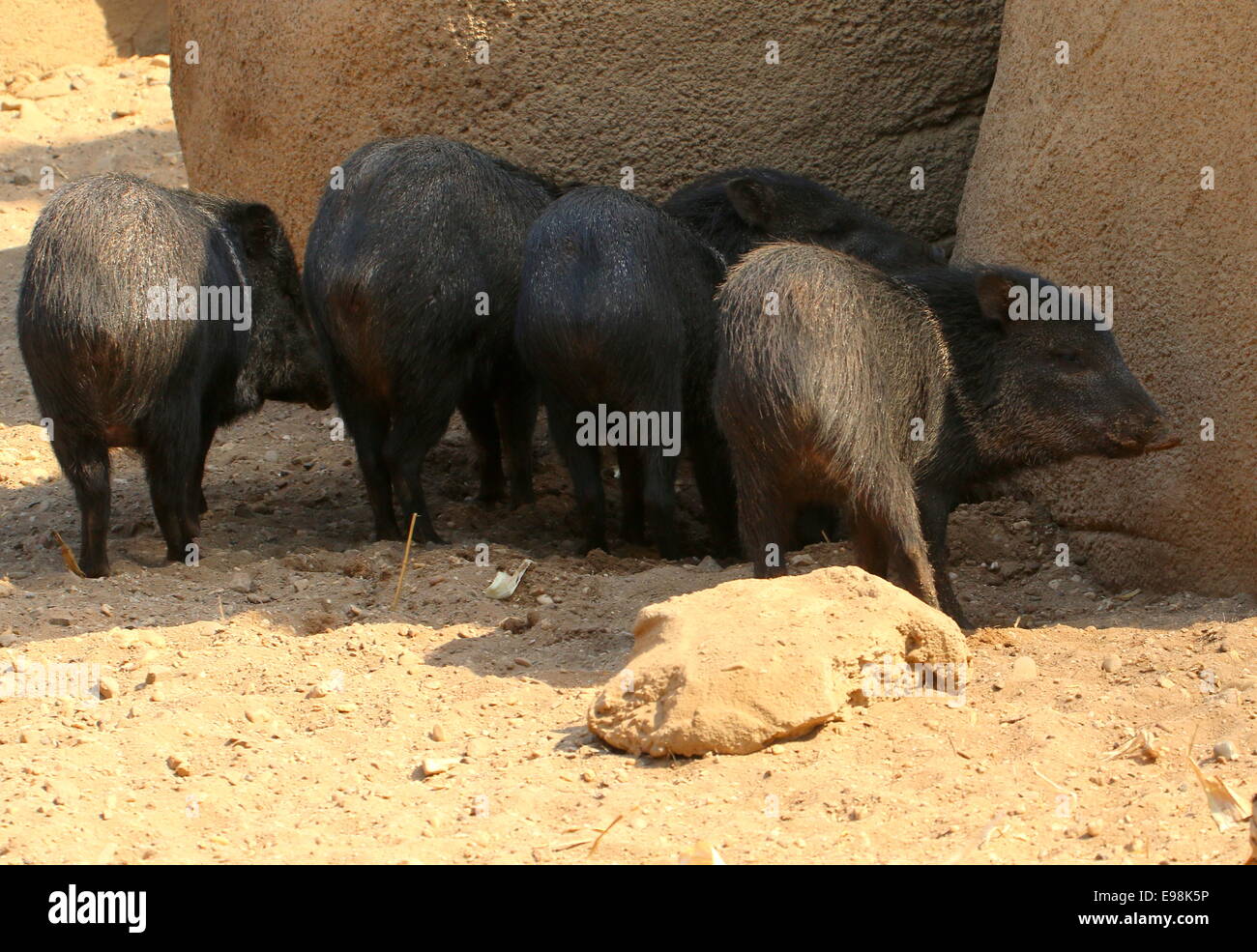 Group of Collared peccaries(Pecari tajacu) in a desert setting Stock ...