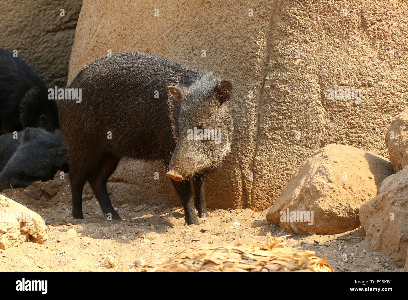 Peccary pigs hi-res stock photography and images - Alamy