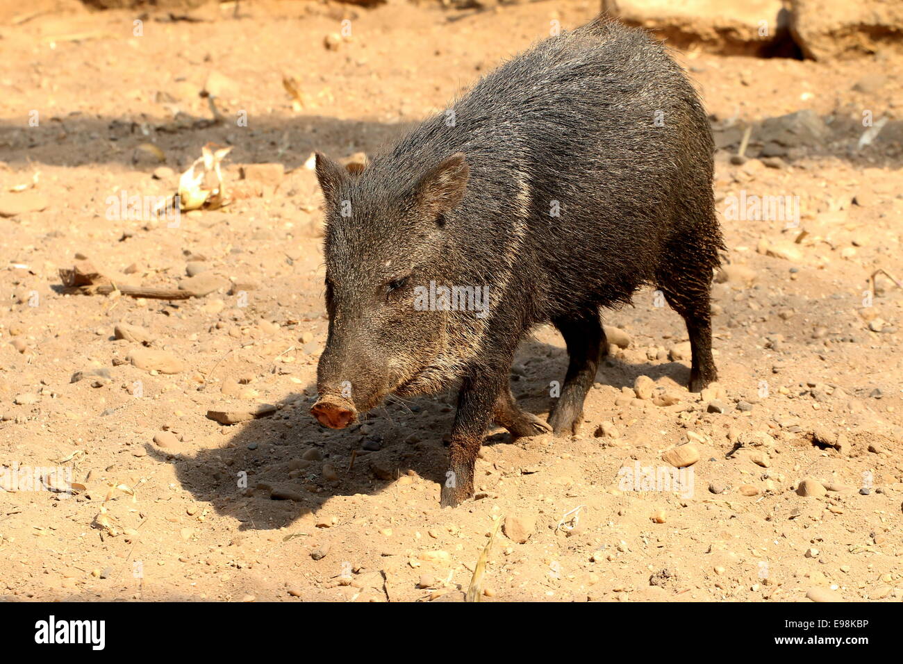 Collared peccary (Pecari tajacu) walking towards the camera Stock Photo ...