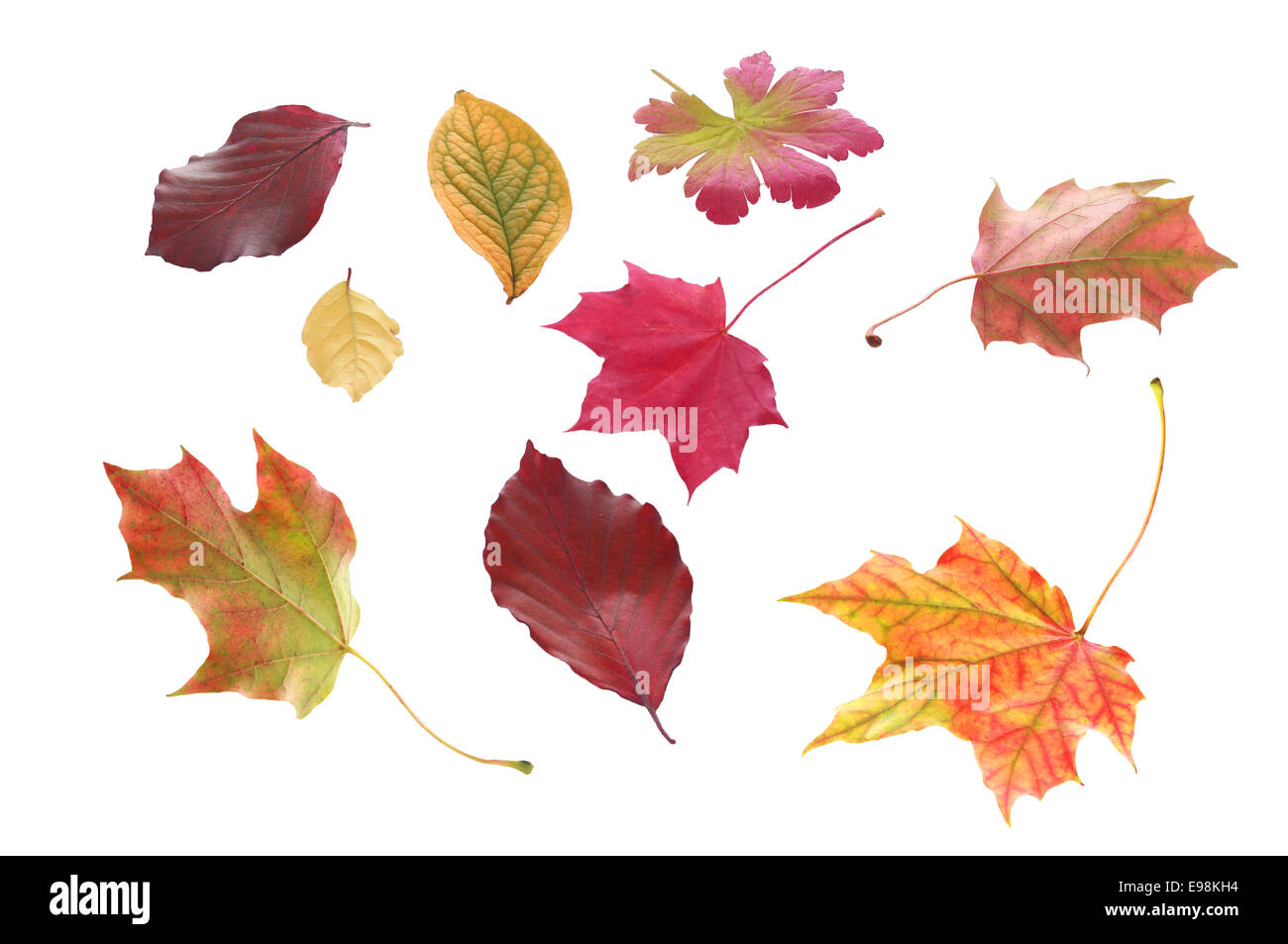 Autumn leaves in pattern Cut Out Stock Images & Pictures - Alamy