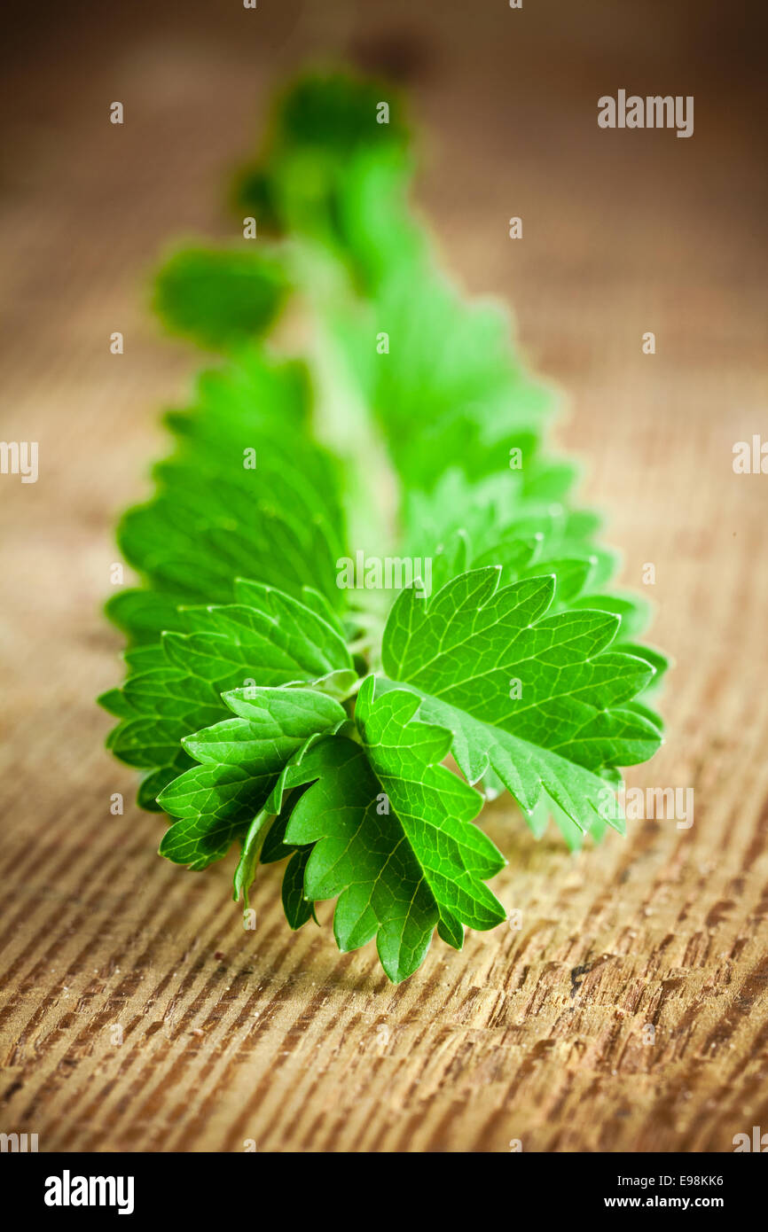 Salad burnet hi-res stock photography and images - Alamy