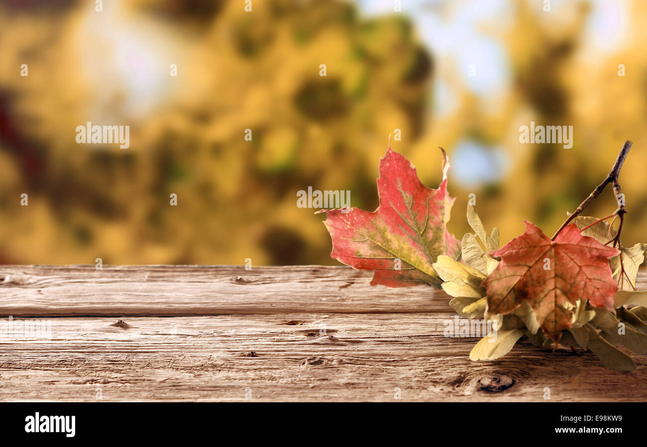Twig with colorful withering autumn leaves depicting their life cycle ...