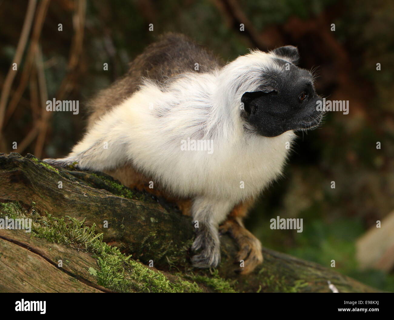 Pied tamarin monkey (Saguinus bicolor), endangered primate species from ...