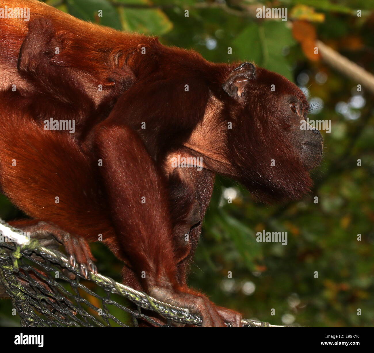 Female Venezuelan red howler monkey (Alouatta seniculus) in a tree, her ...