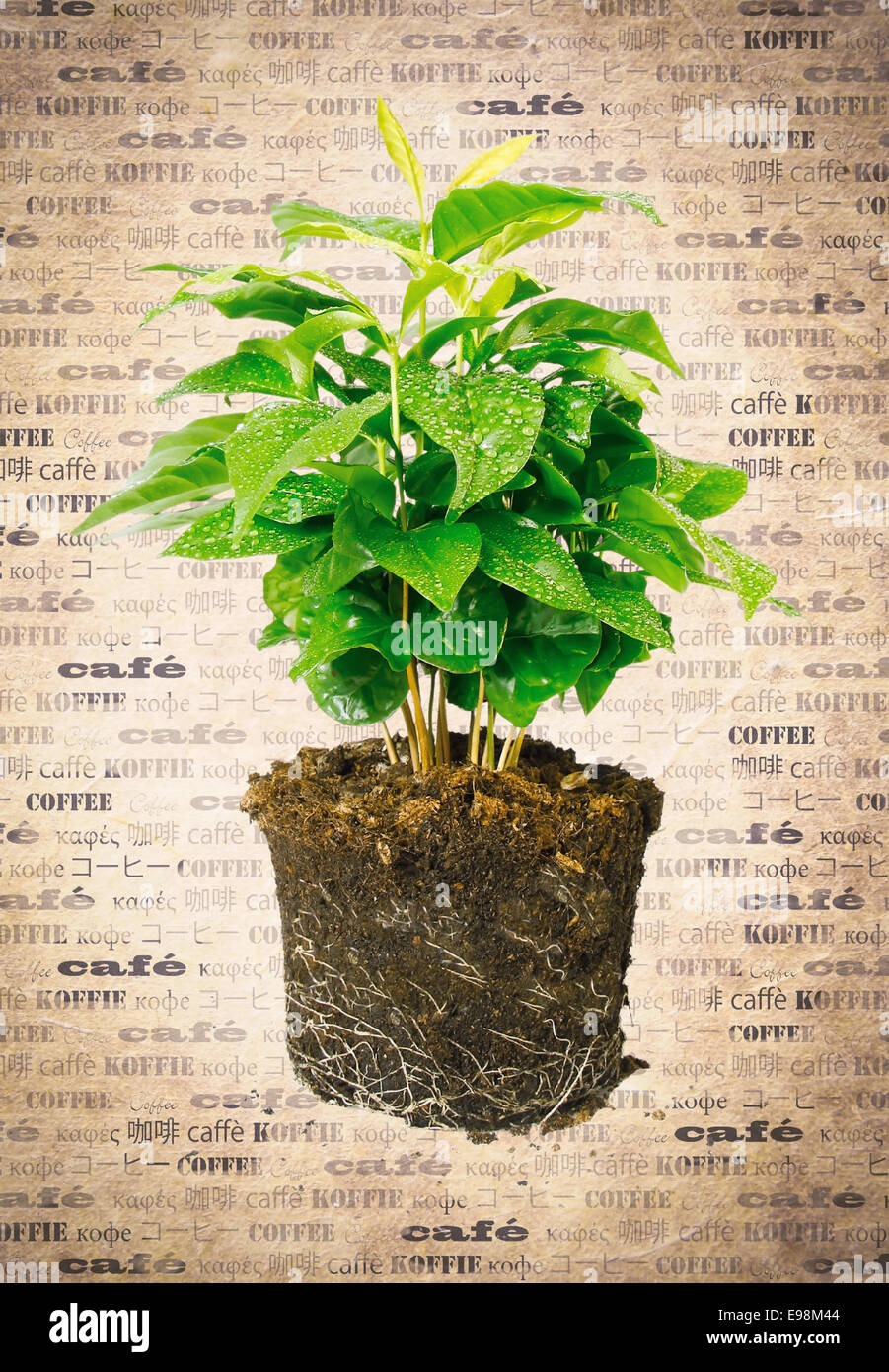Potted plant removed from its pot and showing the root structure on ...