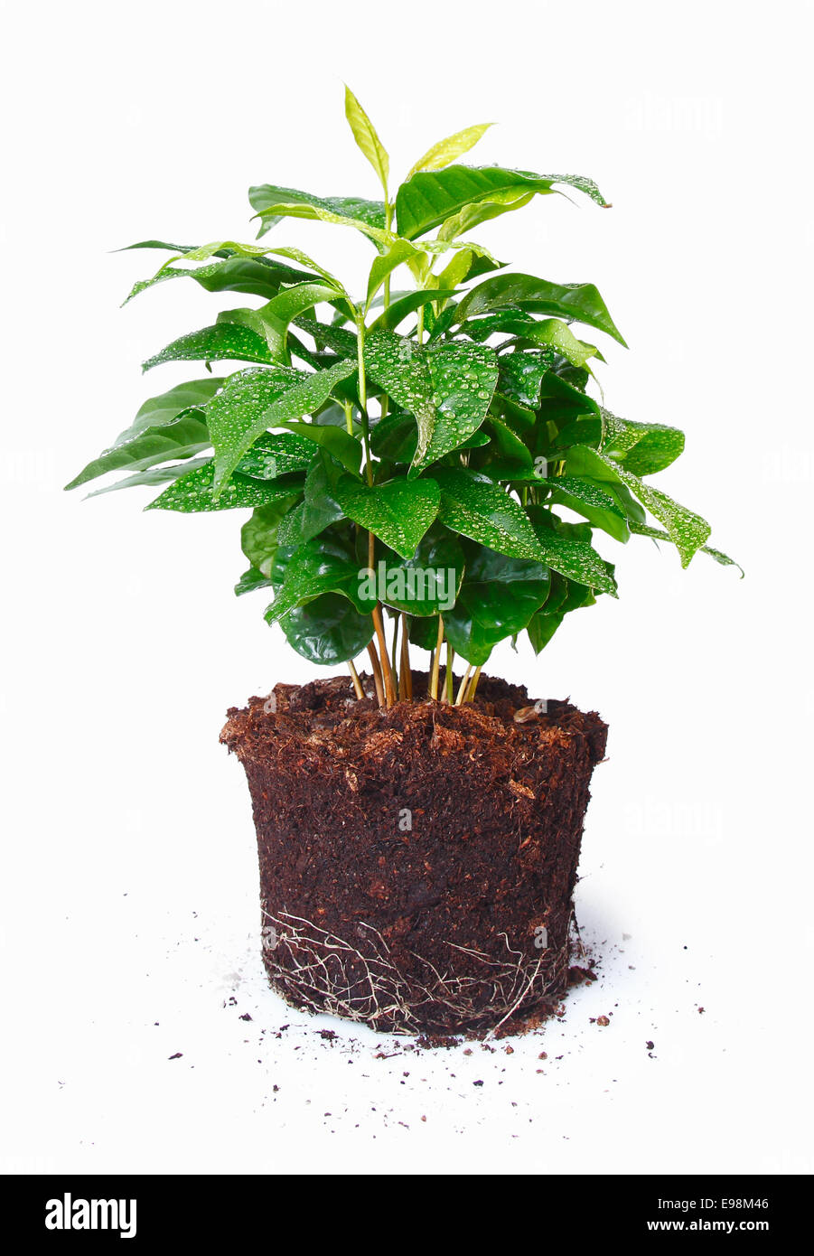 Plant root system hi-res stock photography and images - Alamy