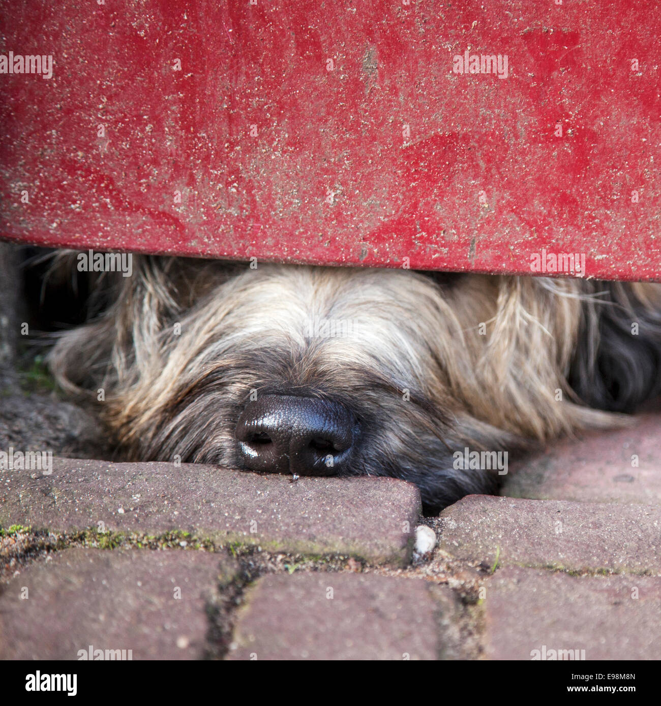 Why Is My Dogs Nose Cold And Dry