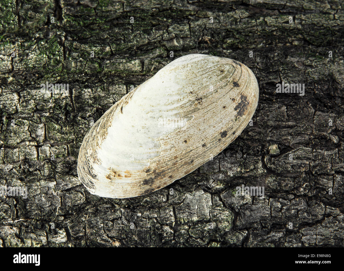 One mussel on the tree bark Stock Photo - Alamy