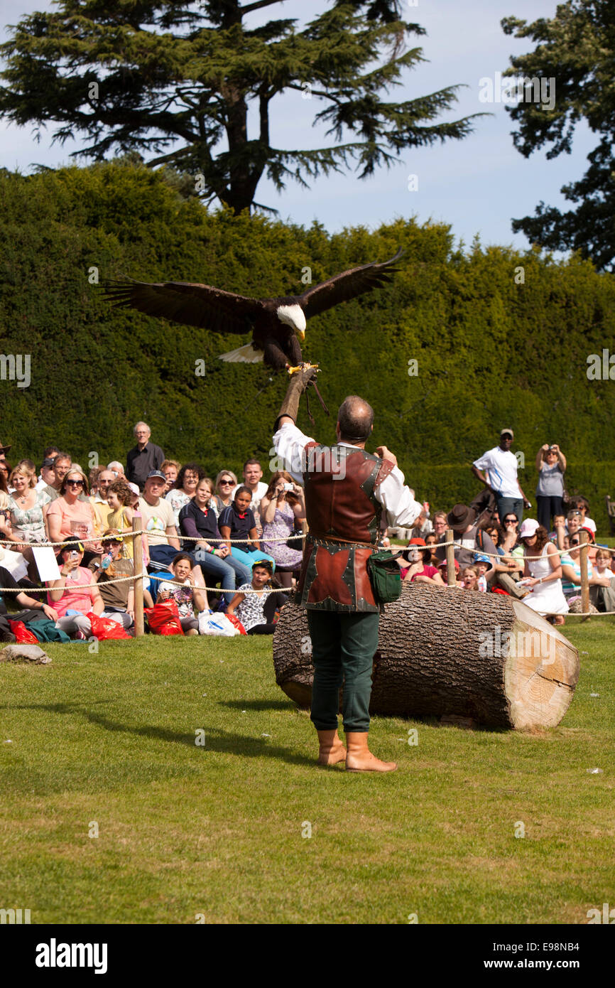 UK, England, Warwickshire, Warwick Castle, falconry display American ...