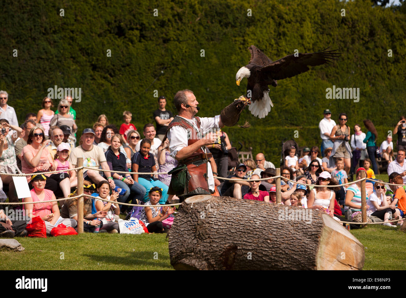 UK, England, Warwickshire, Warwick Castle, falconry display bald eagle ...