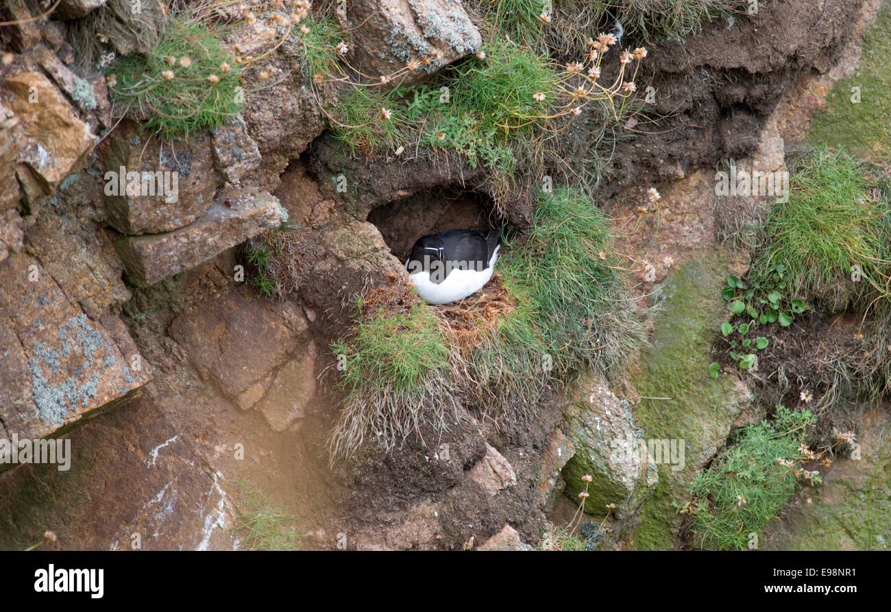 Razorbill in thrift hi-res stock photography and images - Alamy