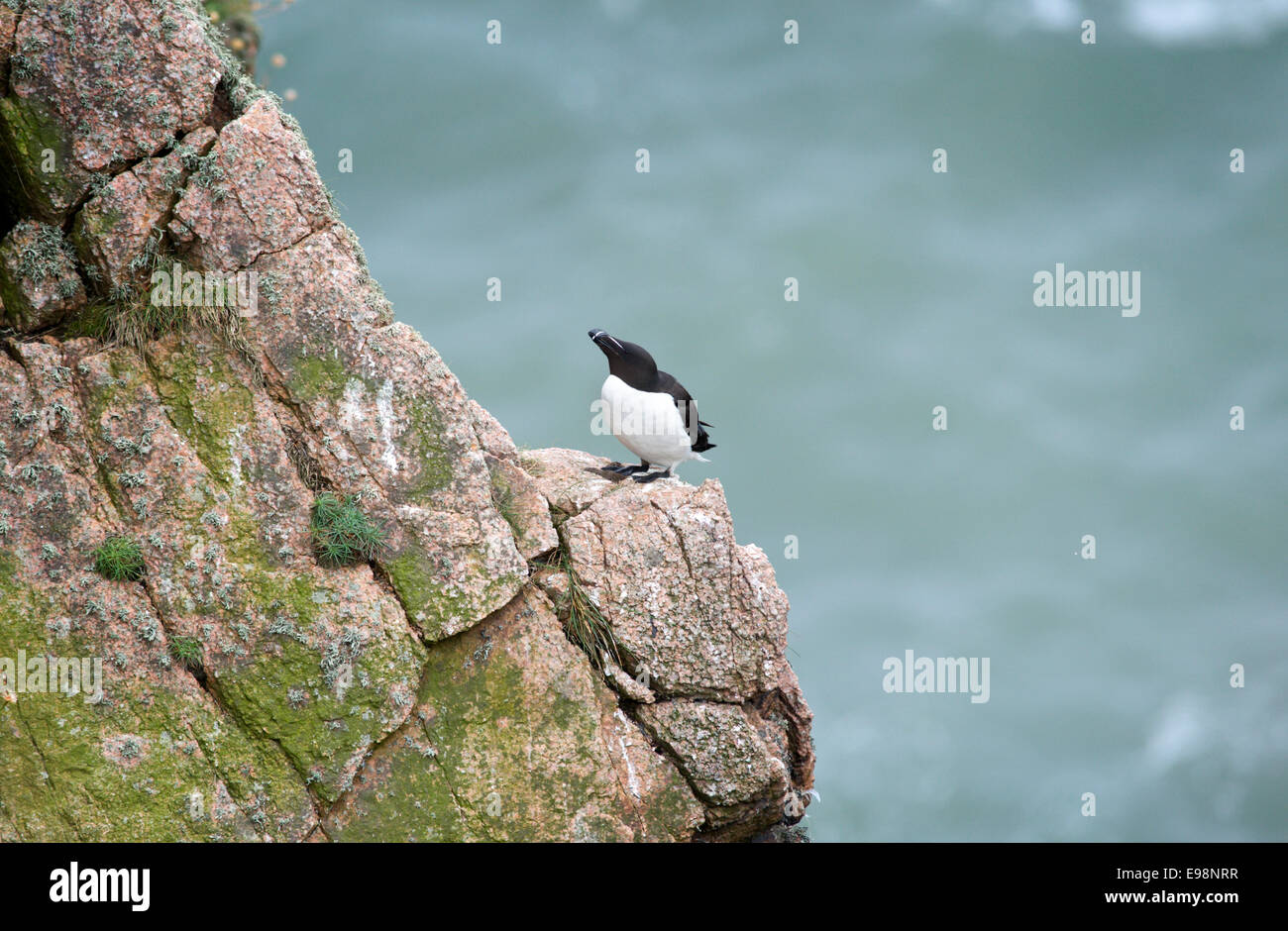 A single razorbill Alca Torda stands on a cliff edge near Bullers of ...