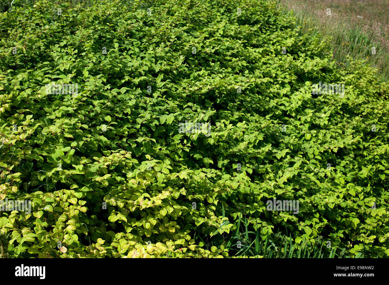 Invasive knotweed encroaches on the path and cliff top near Bullers of ...