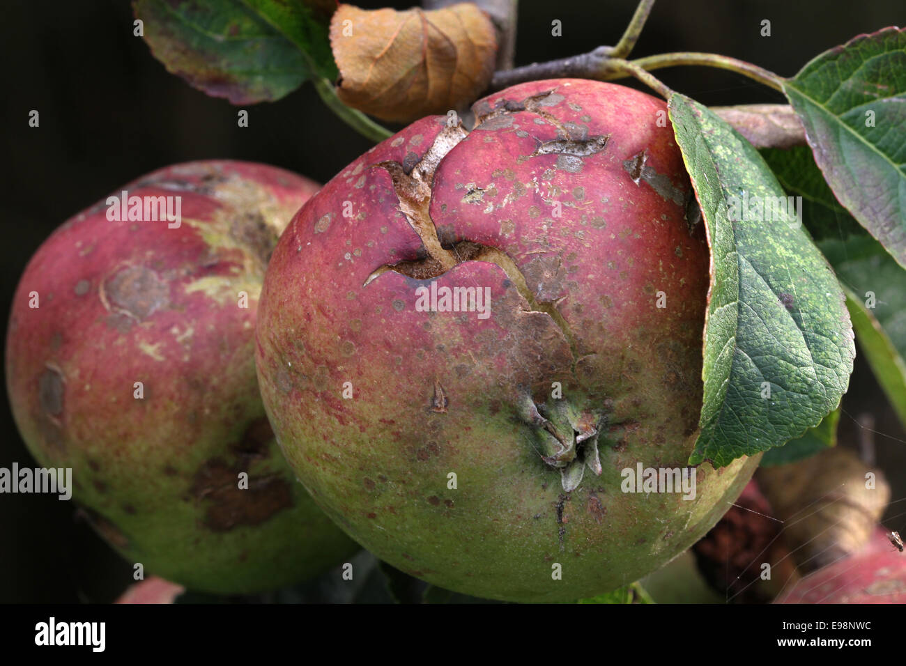 Fruit tree fruit tree disease hi-res stock photography and images - Alamy