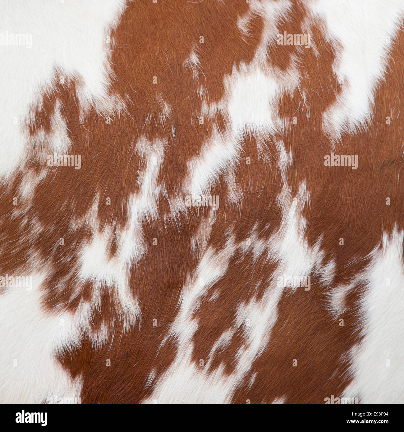 part of the pattern on hide of red and white cow Stock Photo - Alamy