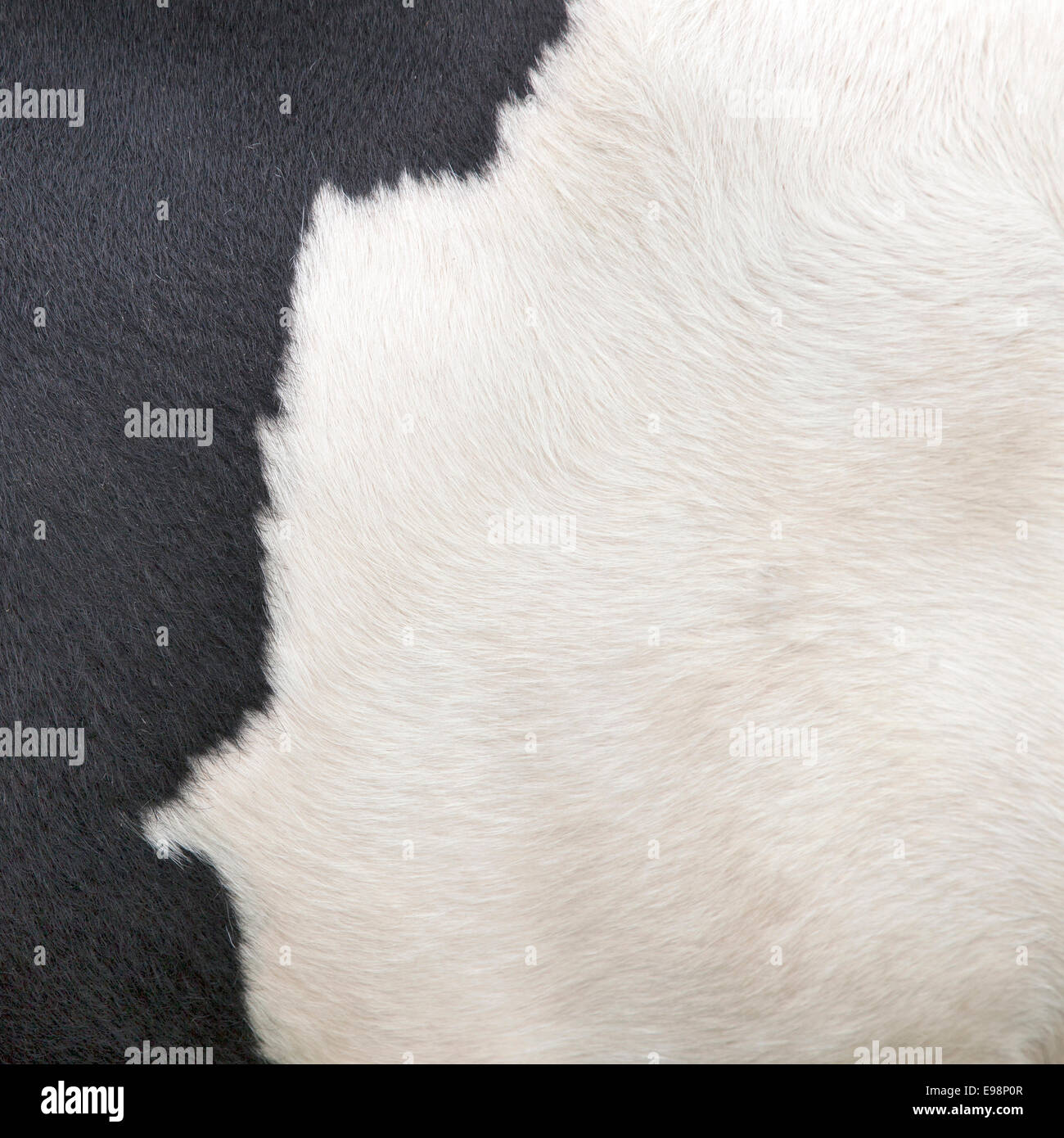 Part black white hide hi-res stock photography and images - Alamy