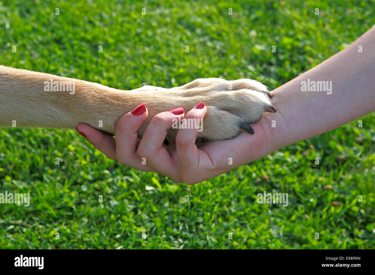 Pet girl hi-res stock photography and images - Alamy