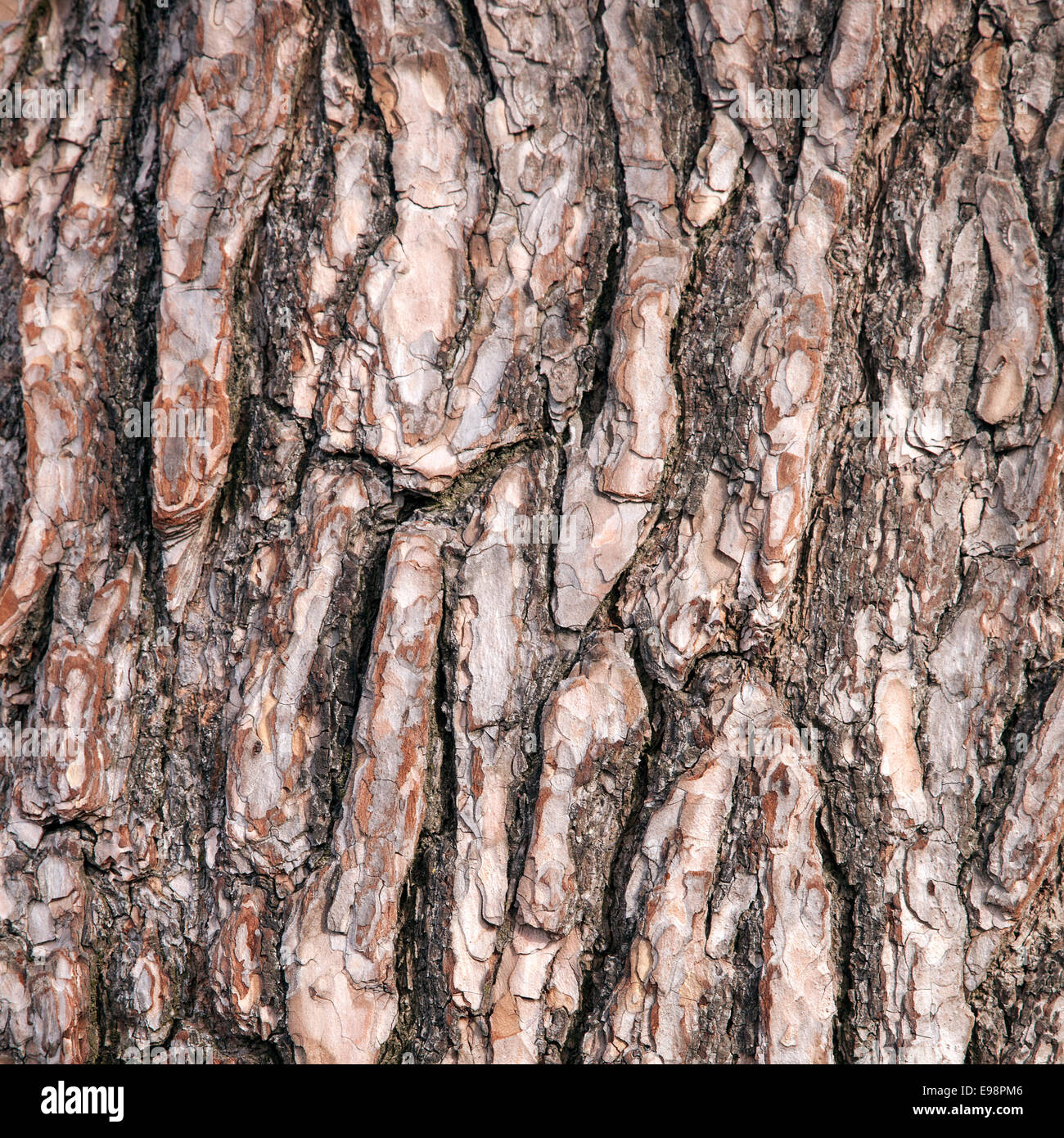 Bark pattern hi-res stock photography and images - Alamy