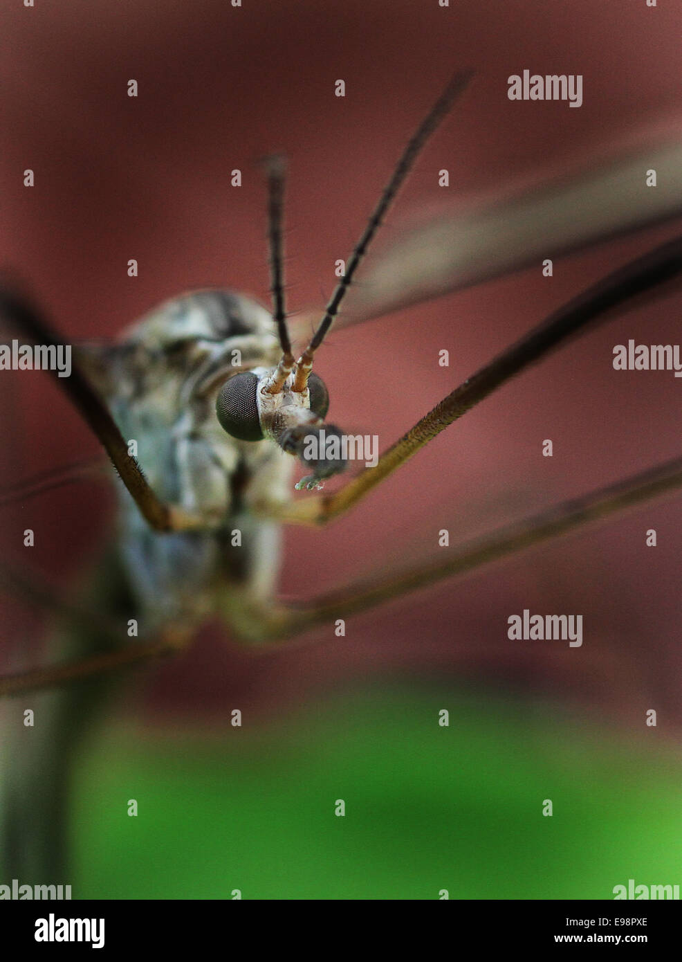 Leather jacket grub hi-res stock photography and images - Alamy