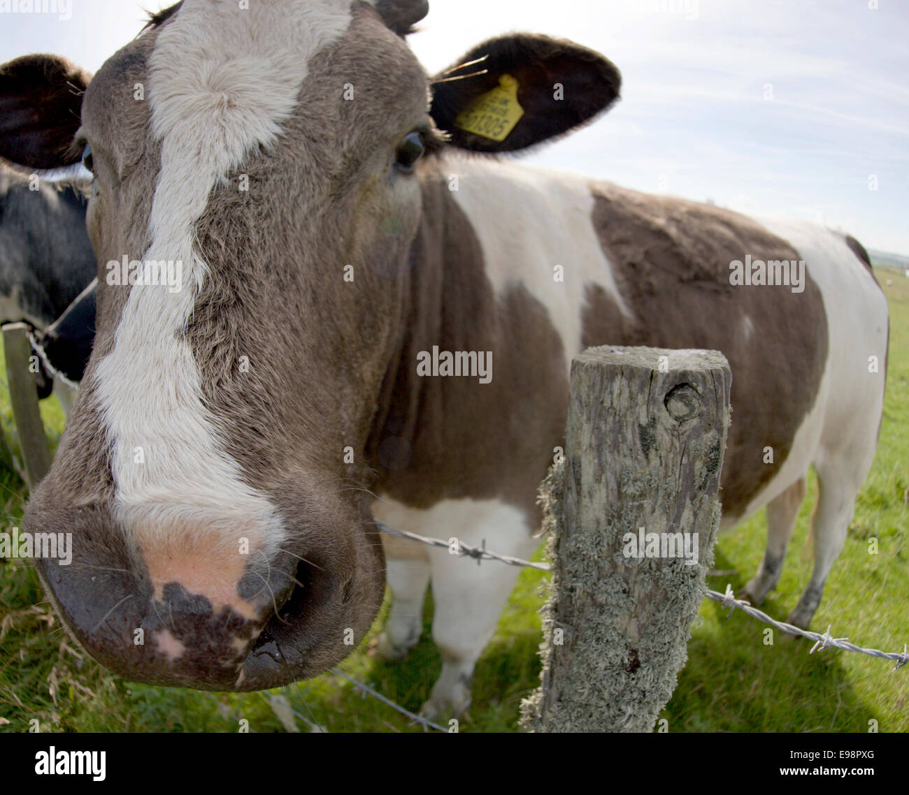 A selection of inquisitive cattle lean over the fence at Bullers of ...