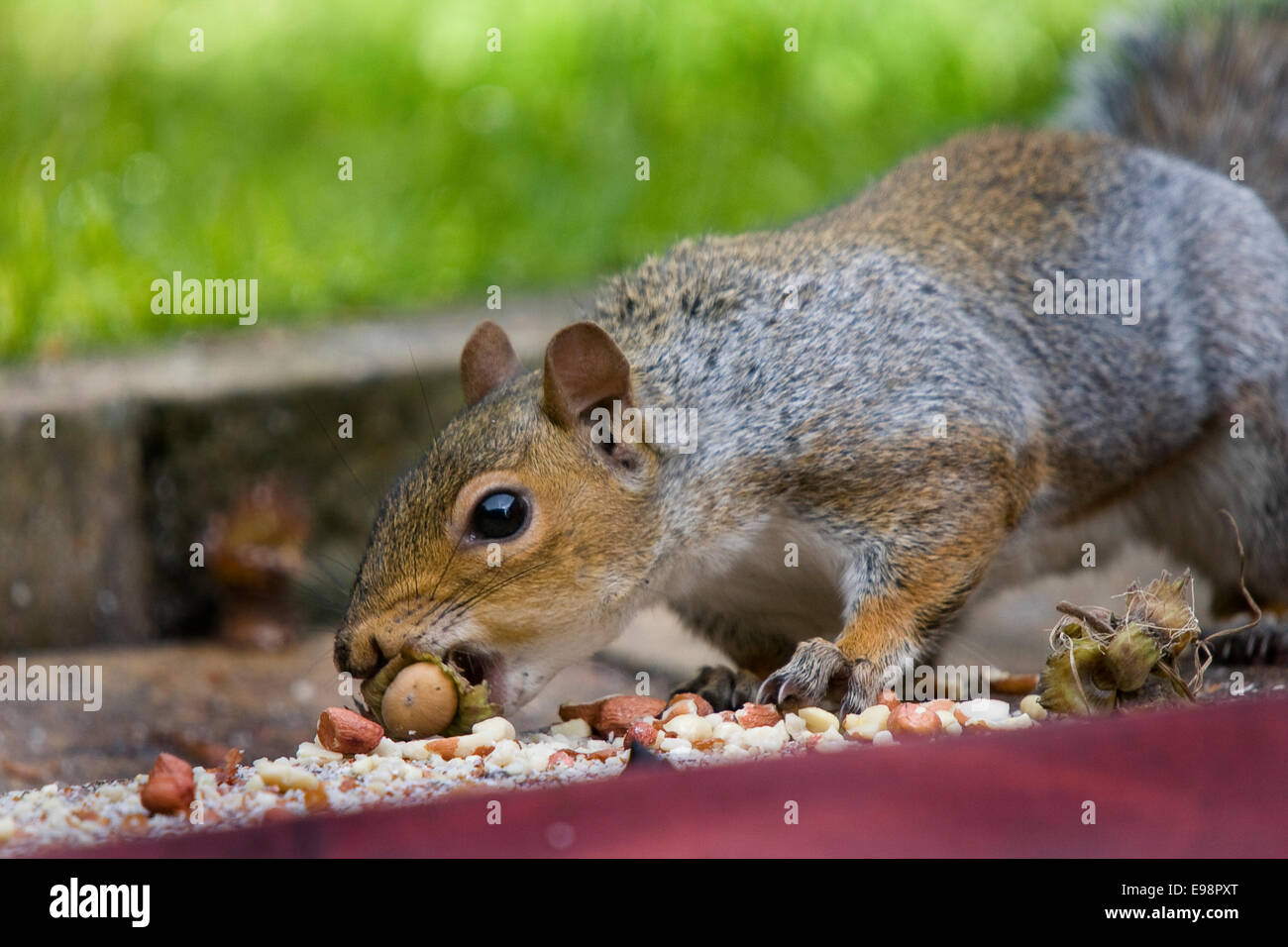 Grey Squirrel feeding Stock Photo - Alamy