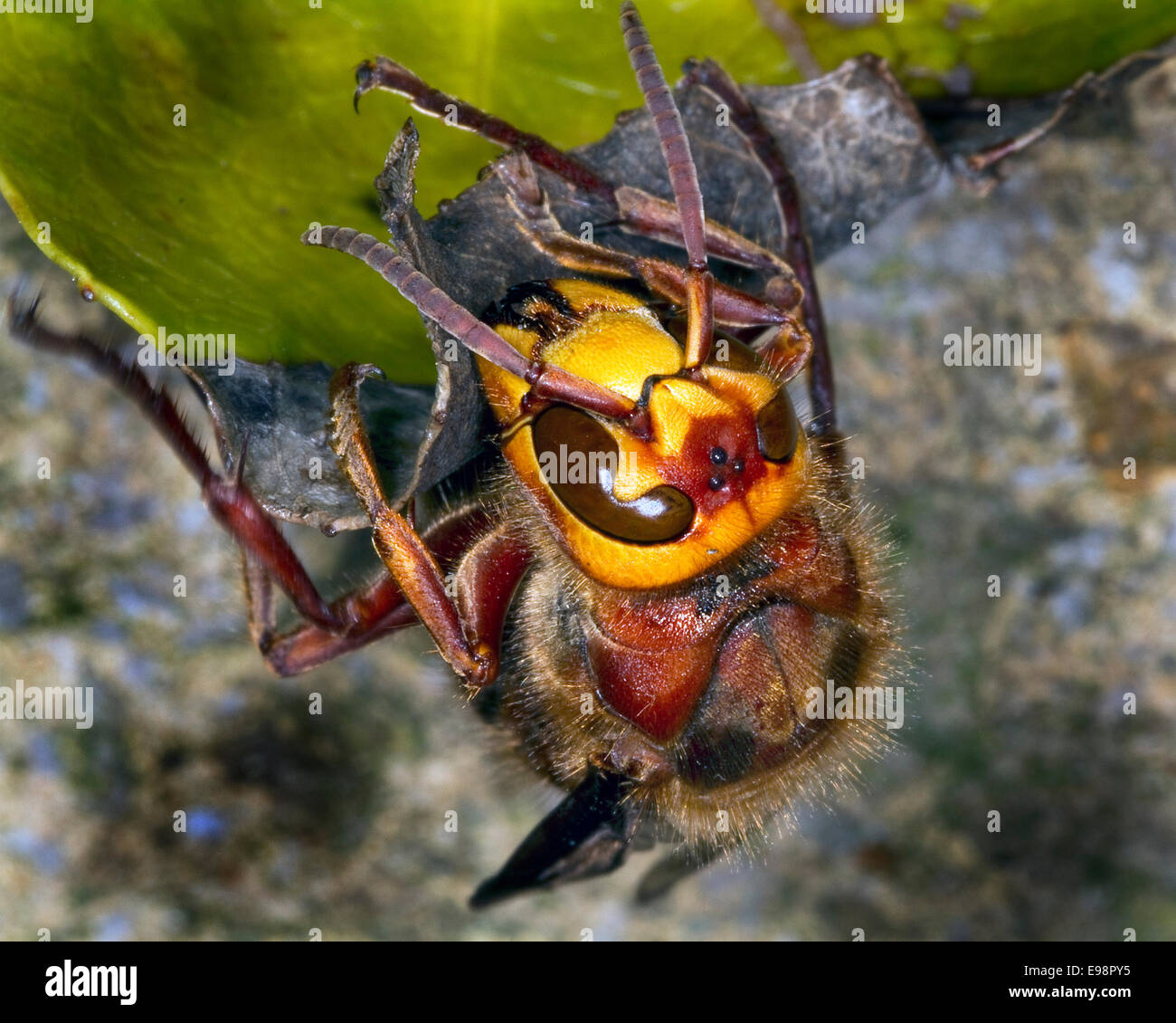 Hornet head in close hi-res stock photography and images - Alamy