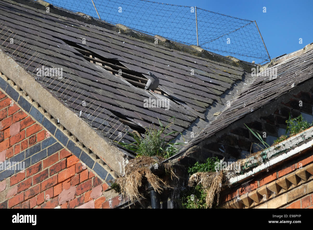 Damage to slate roof with pigeon Stock Photo - Alamy