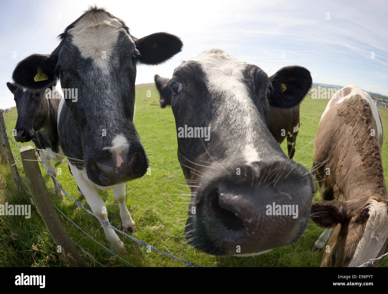 A selection of inquisitive cattle lean over the fence at Bullers of ...