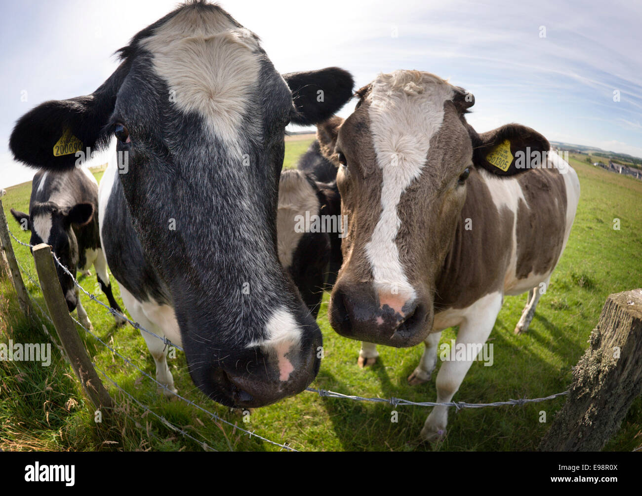 A selection of inquisitive cattle lean over the fence at Bullers of ...