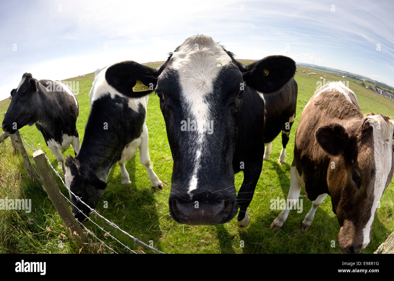 A selection of inquisitive cattle lean over the fence at Bullers of ...