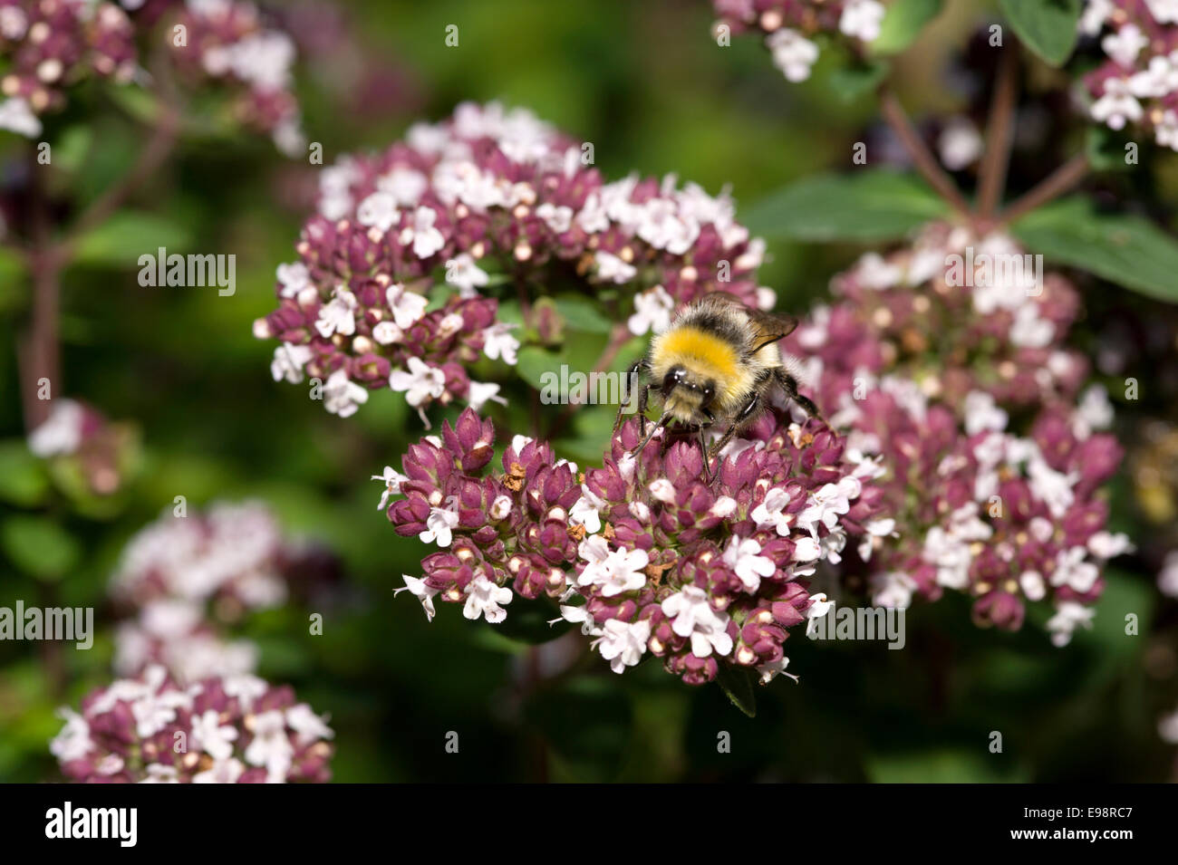 White tailed bumblebee Bombus lucorum collects nectar from the flowers ...