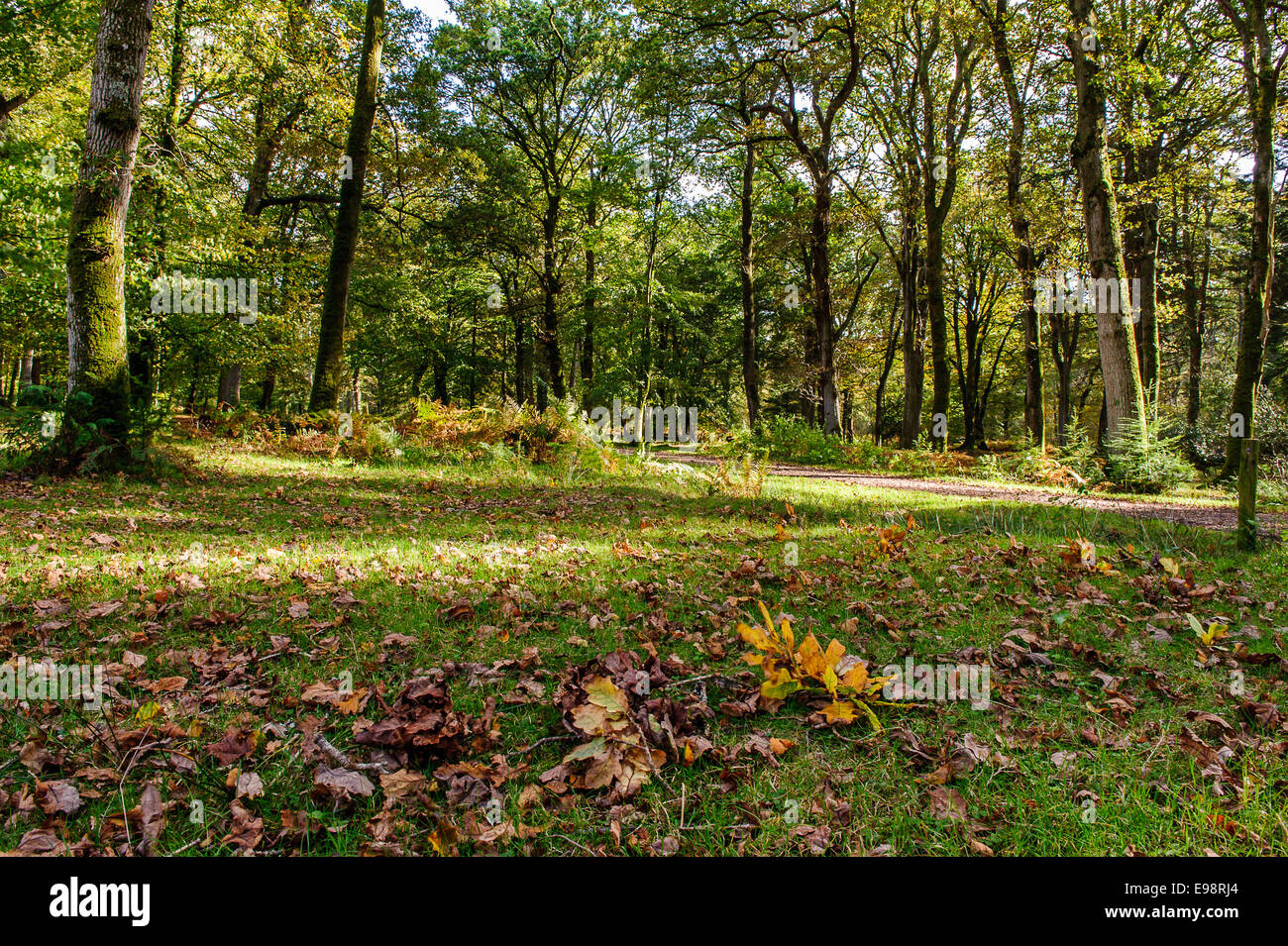 New Forest in Autumn colours Stock Photo - Alamy