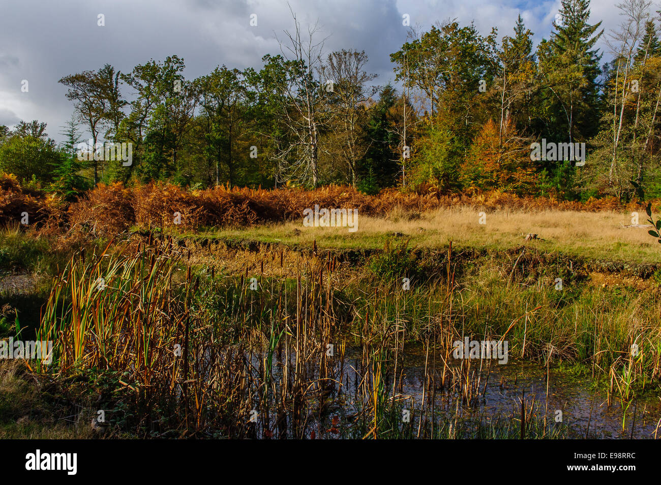 New Forest in Autumn colours Stock Photo - Alamy