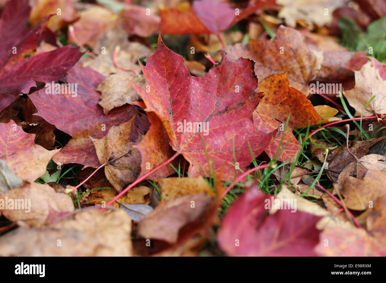 fallen autumn leaves Stock Photo - Alamy