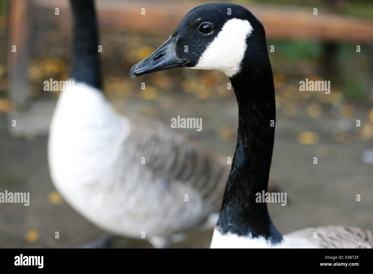 Canadian Goose Profile Of Head High Resolution Stock Photography and ...
